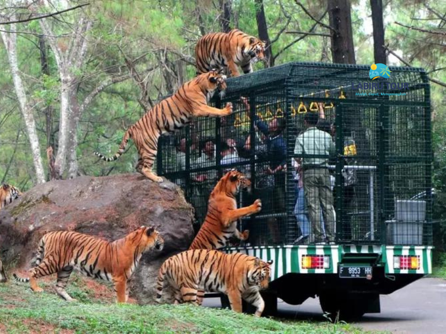 One Day Tour Puncak + Taman Safari Bogor | Labiru Tour